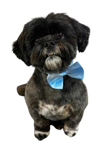 Dog Grooming Calgary | Pup City Doggy Daycare